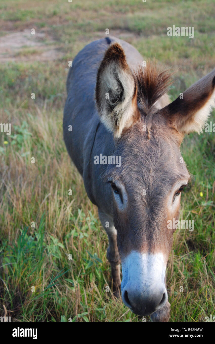 Maultier oder maultier -Fotos und -Bildmaterial in hoher Auflösung – Alamy