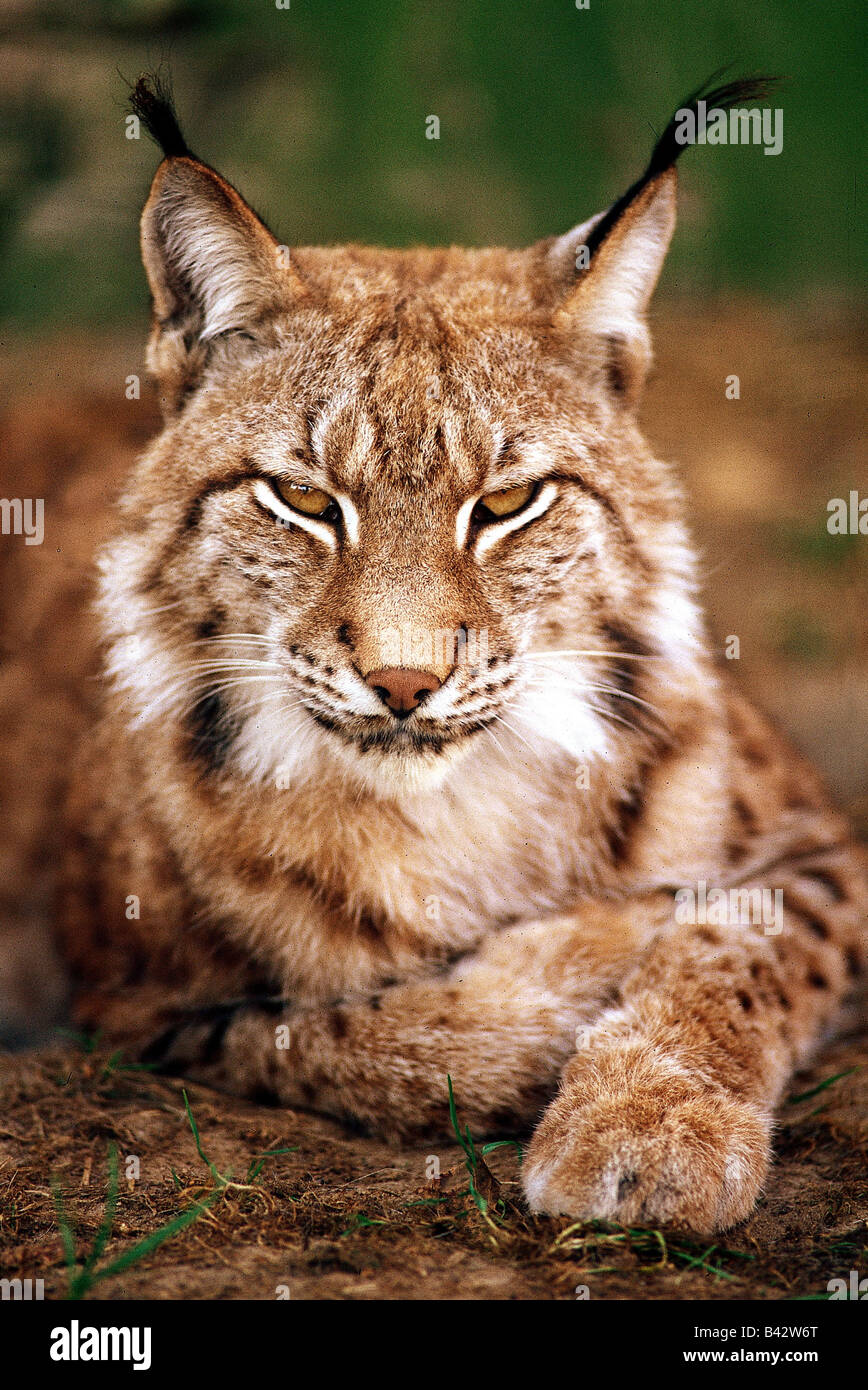 Zoologie / Tiere, Säugetier / Säugetier, Felidae, Eurasischer Luchs ...