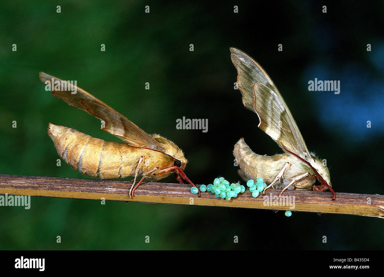 Zwei motten bei baumrinde -Fotos und -Bildmaterial in hoher Auflösung ...