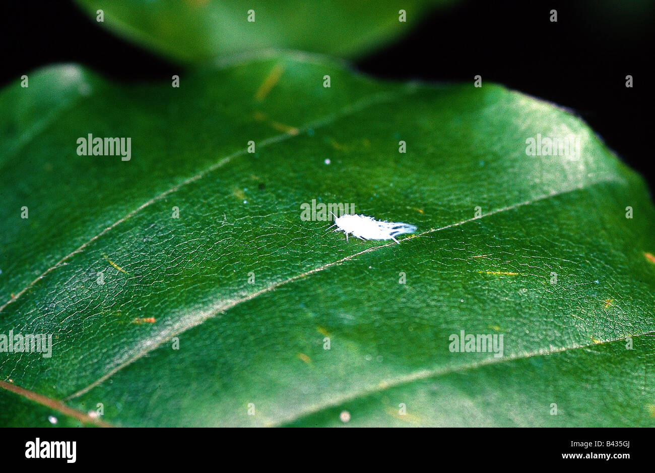 Blatt von bleech -Fotos und -Bildmaterial in hoher Auflösung – Alamy