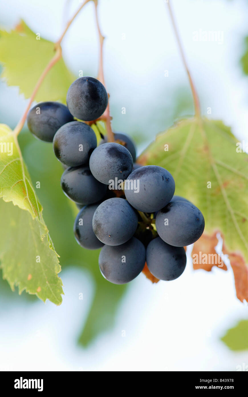 Schwarze weintrauben -Fotos und -Bildmaterial in hoher Auflösung – Alamy