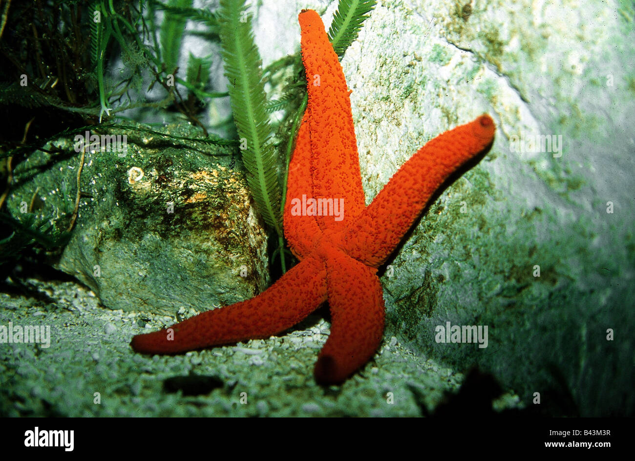 Sternenfische asteroidea -Fotos und -Bildmaterial in hoher Auflösung ...