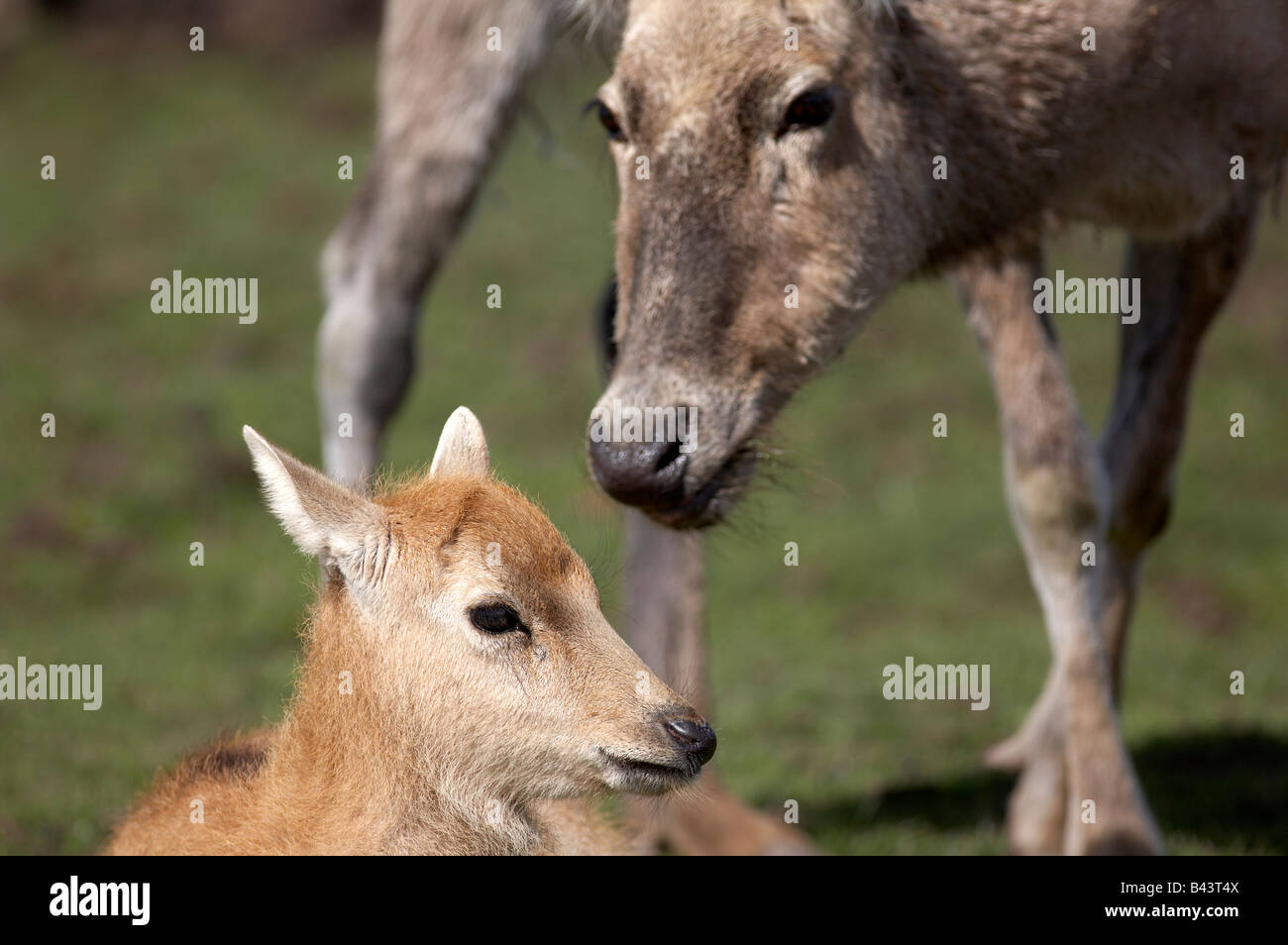 Kitz baby -Fotos und -Bildmaterial in hoher Auflösung – Alamy