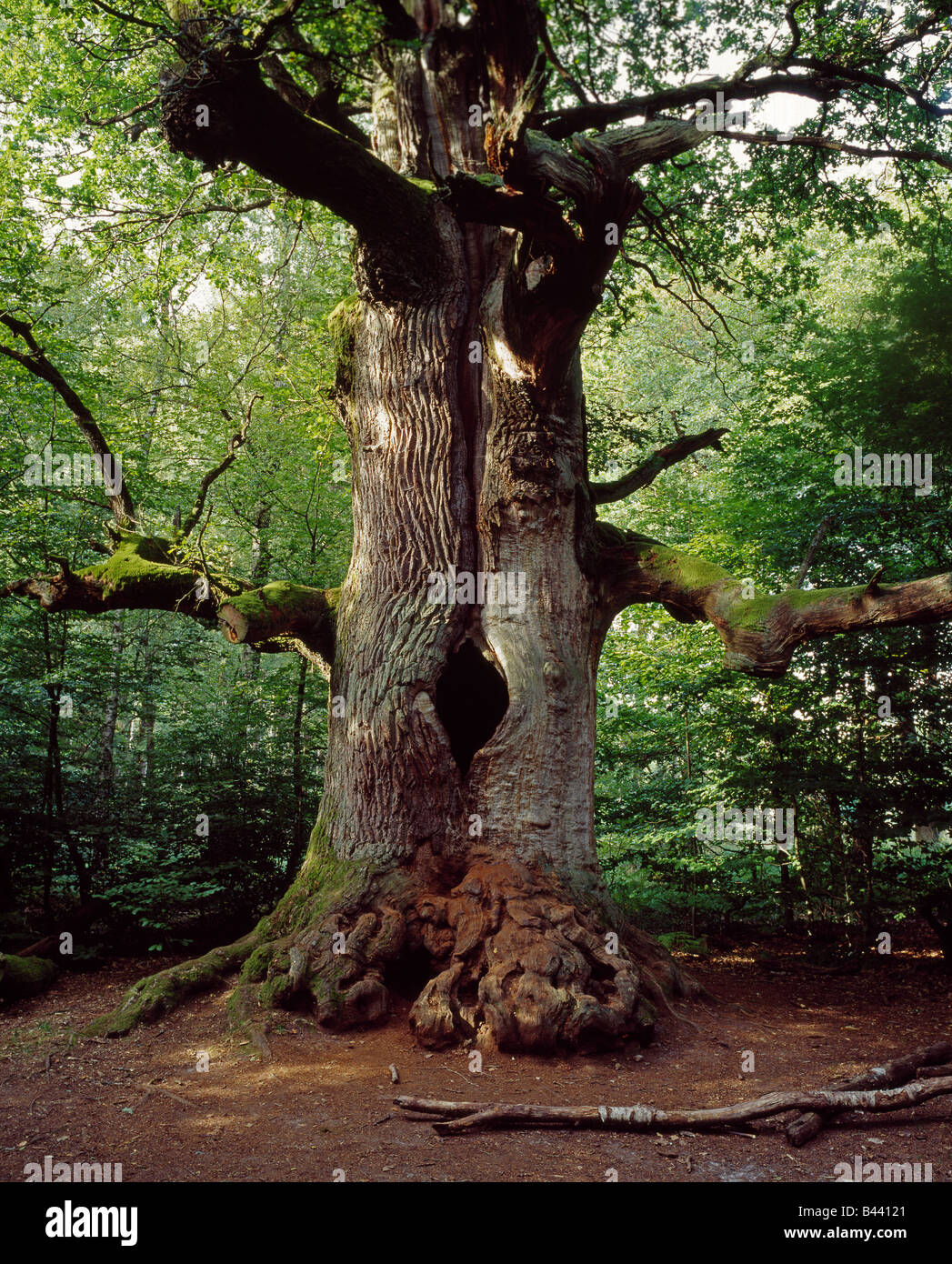 Der sababurg im reinhardswald -Fotos und -Bildmaterial in hoher ...