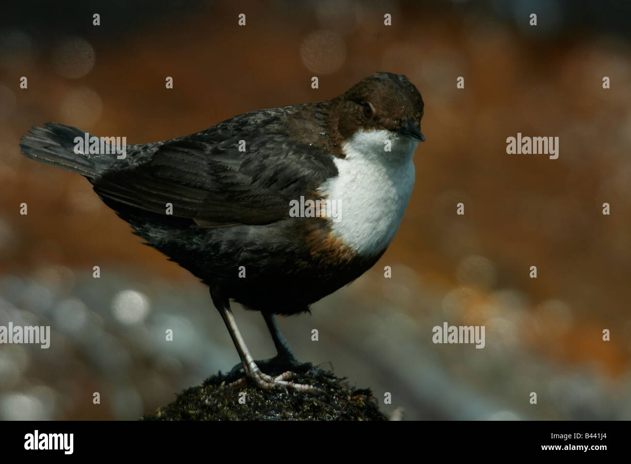 Irish dipper -Fotos und -Bildmaterial in hoher Auflösung – Alamy
