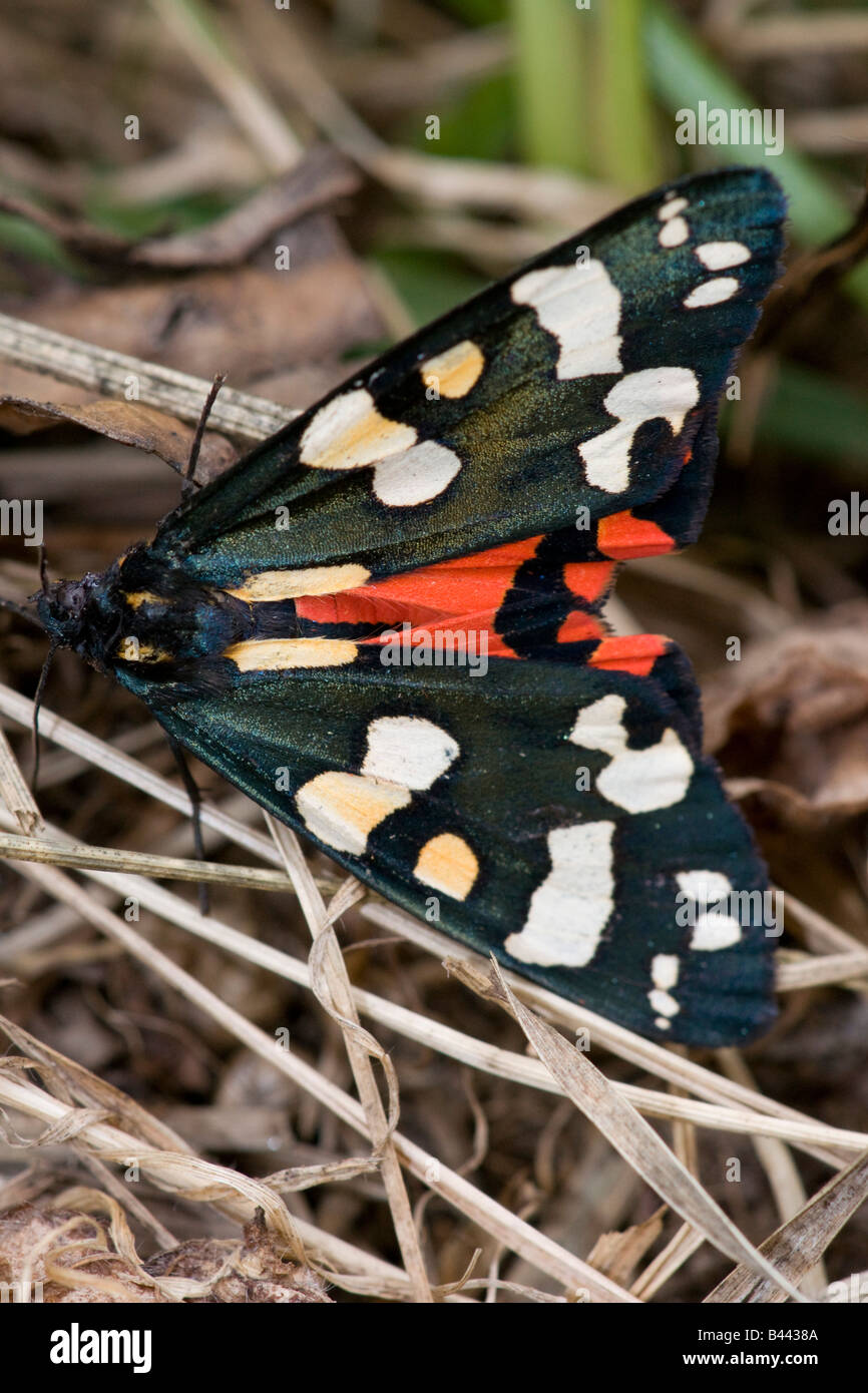 Rote und schwarze motte -Fotos und -Bildmaterial in hoher Auflösung – Alamy