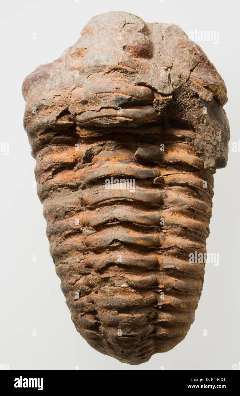 Ordovizium Trilobit Stockfotos und -bilder Kaufen - Alamy