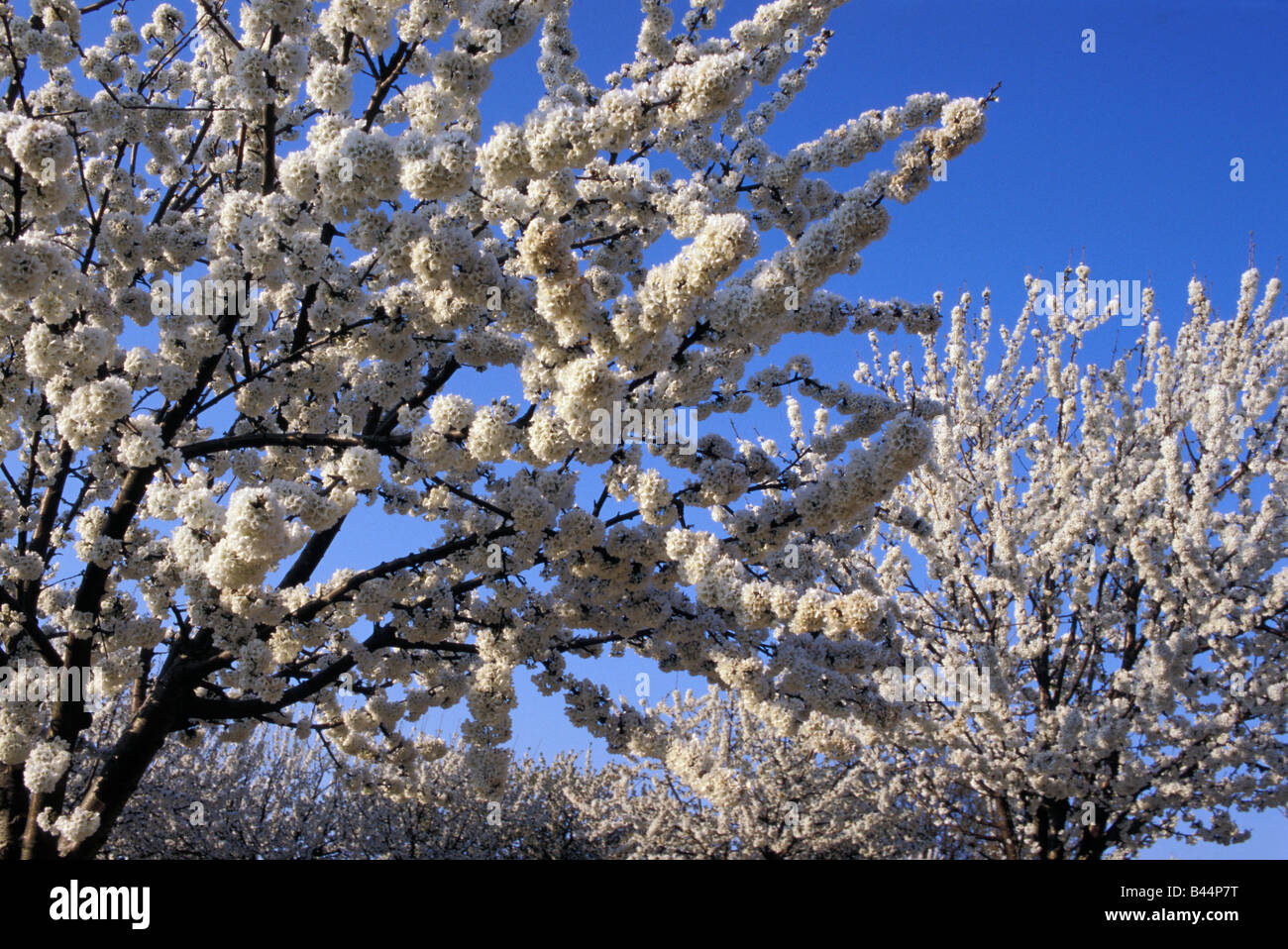 Reine sammut -Fotos und -Bildmaterial in hoher Auflösung – Alamy