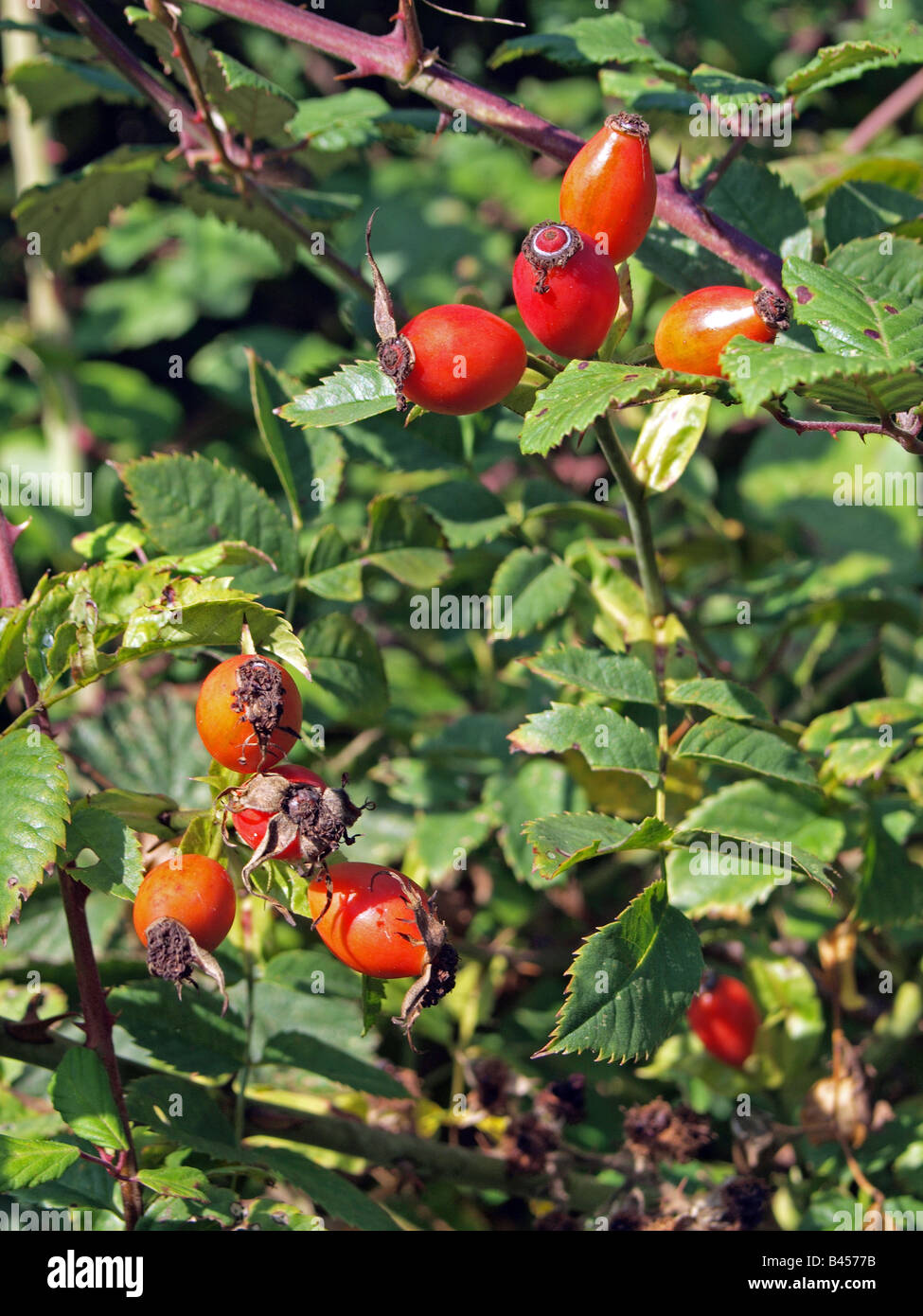 Hagebutten herbst -Fotos und -Bildmaterial in hoher Auflösung – Alamy