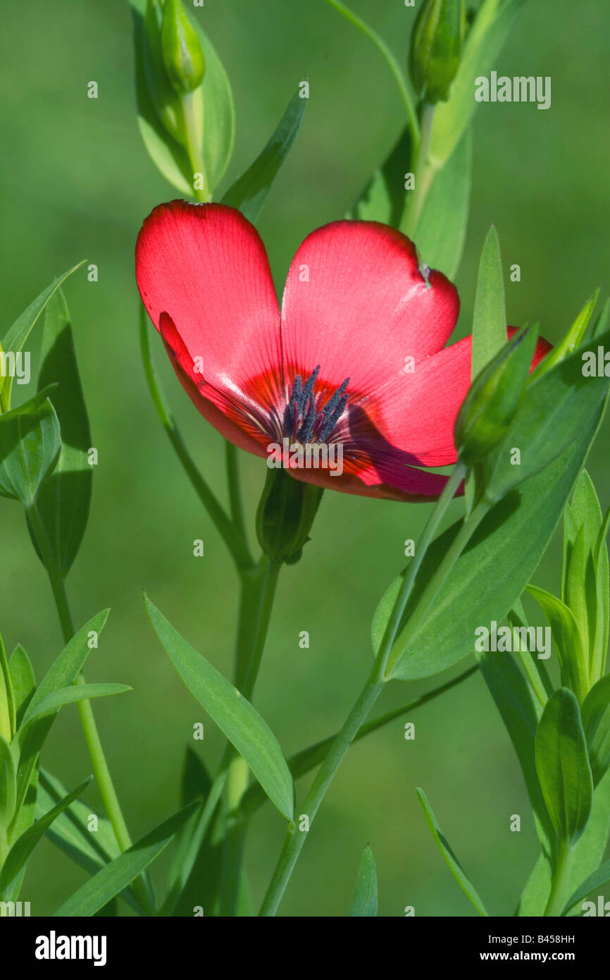 Scarlet flax linum grandiflorum -Fotos und -Bildmaterial in hoher ...