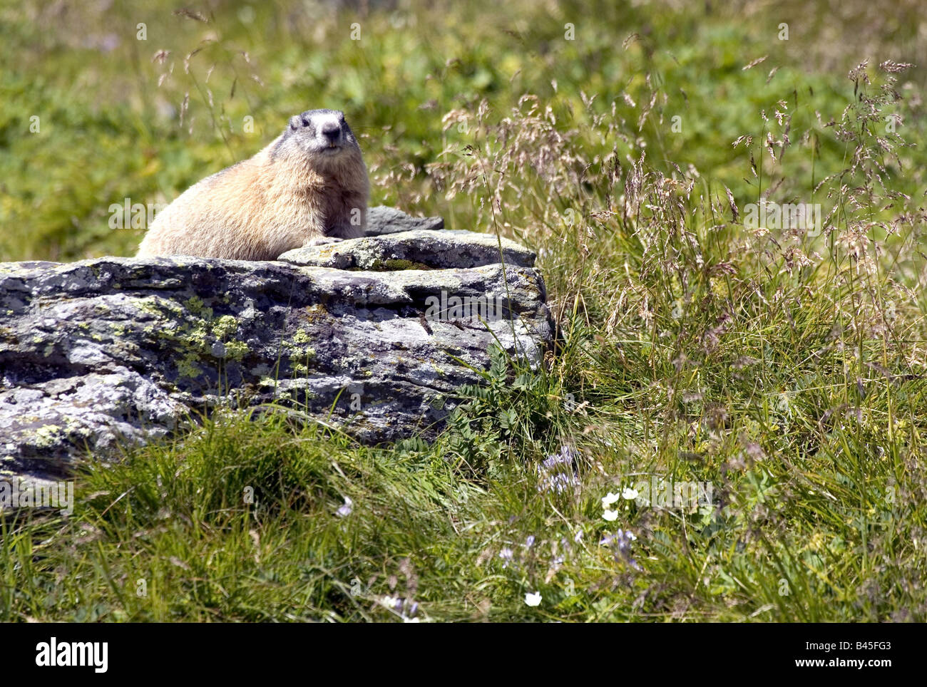 Tiere der karpaten -Fotos und -Bildmaterial in hoher Auflösung – Alamy