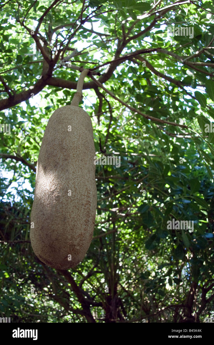 Kigelia Frucht Stockfotos und -bilder Kaufen - Alamy