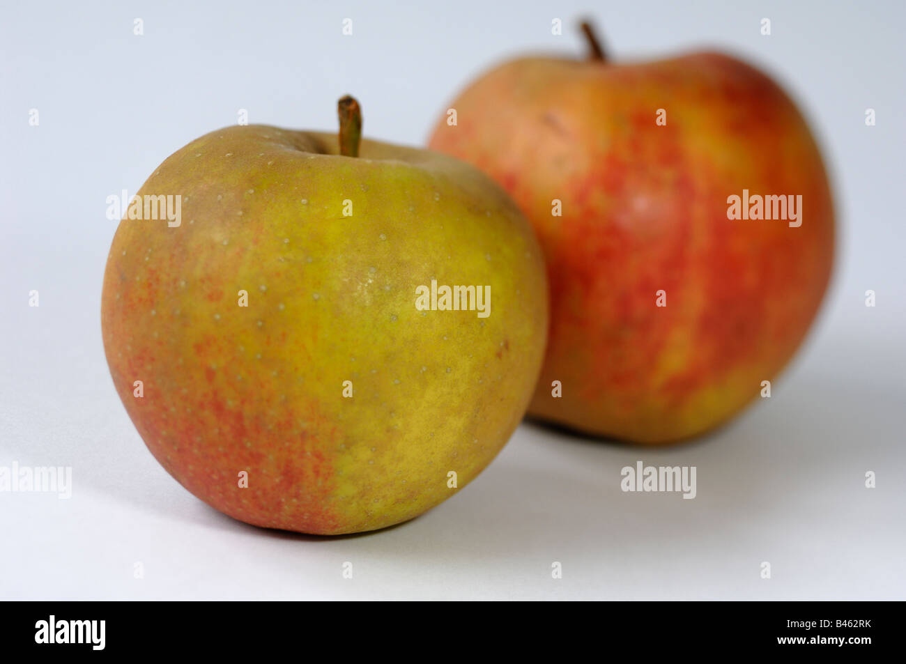 Boskoop Apple Stockfotos und -bilder Kaufen - Alamy