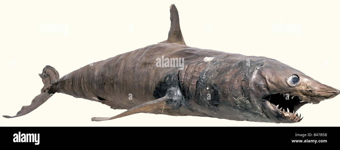Ein Taxidermied Hai, Deutsch, 18./19. Jahrhundert, EIN ausgestopftes ...