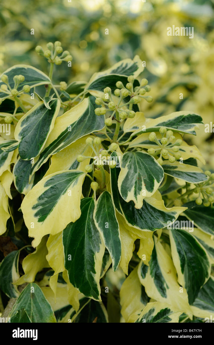 Hedera helix efeu -Fotos und -Bildmaterial in hoher Auflösung – Alamy