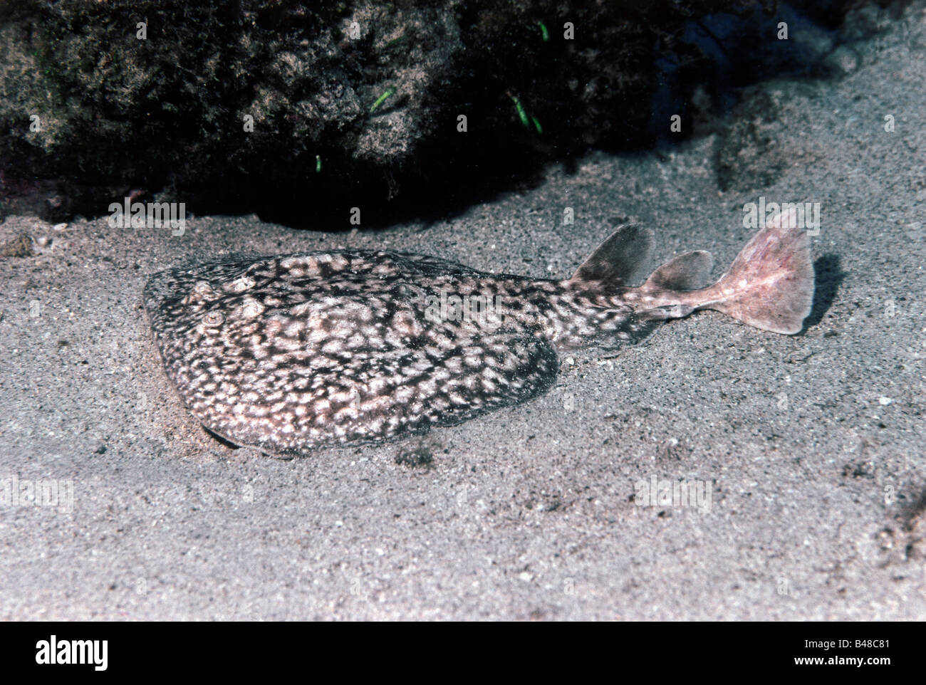 Black spotted torpedo -Fotos und -Bildmaterial in hoher Auflösung – Alamy