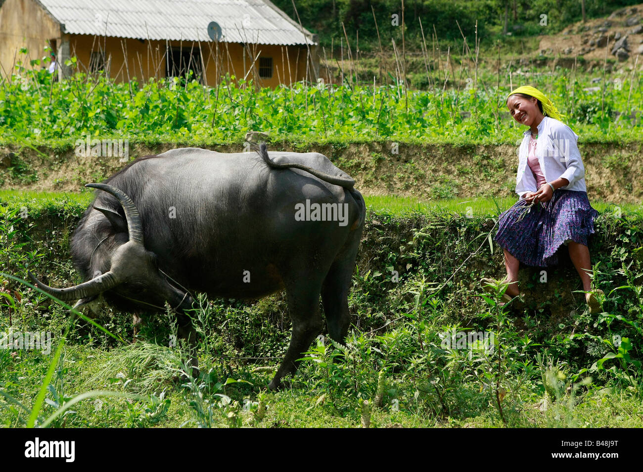 Weißes Hmong Tribeswoman und Büffel im Dorf Pho Lao, Dong Van Plateau ...