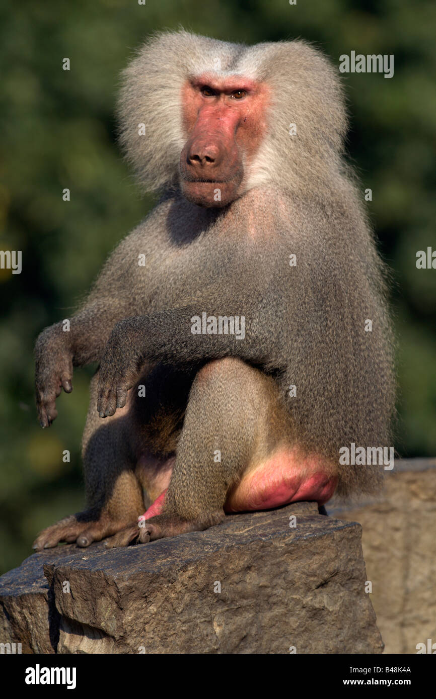 Heiliger pavian papio -Fotos und -Bildmaterial in hoher Auflösung – Alamy