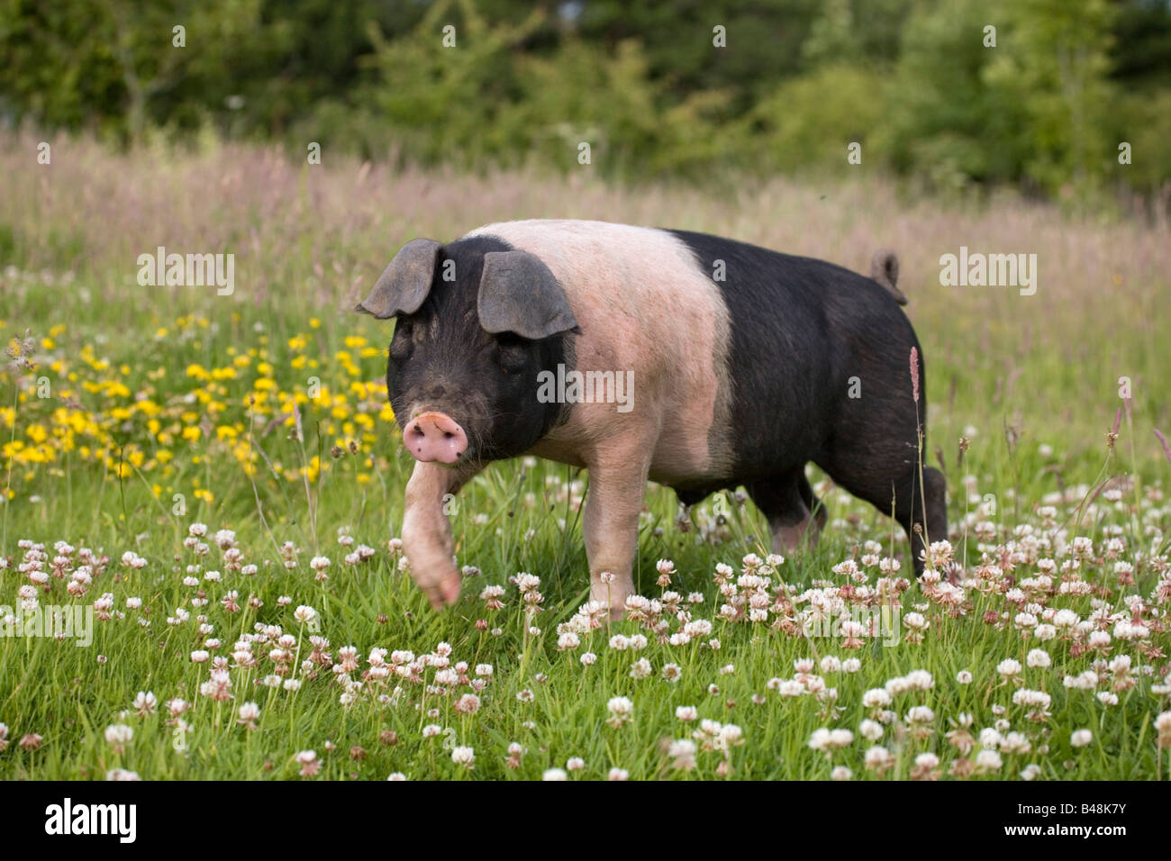 Ferkel in -Fotos und -Bildmaterial in hoher Auflösung – Alamy
