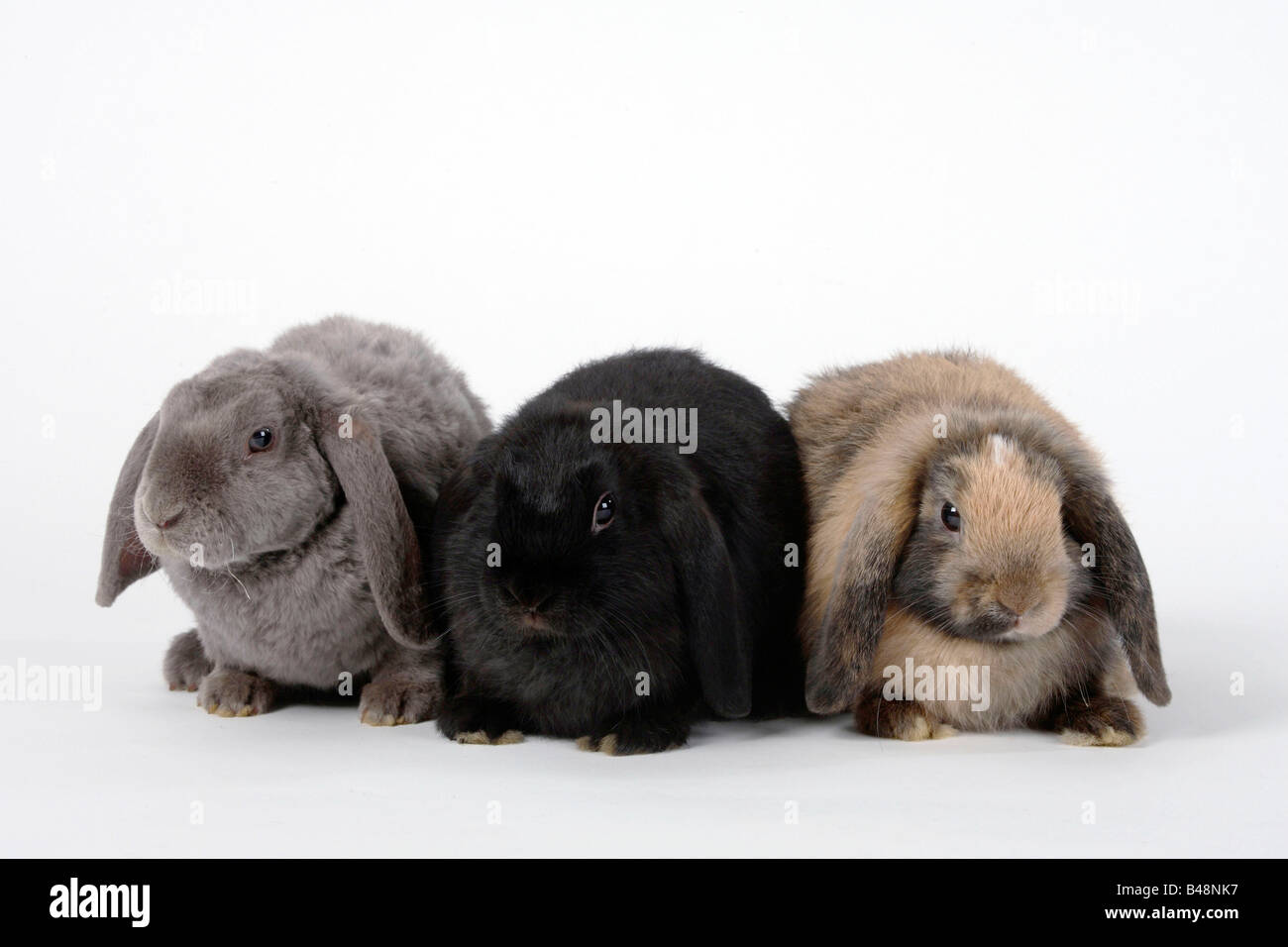 Niederlande Lop eared Zwergkaninchen schwarz und japanische 11 Wochen ...