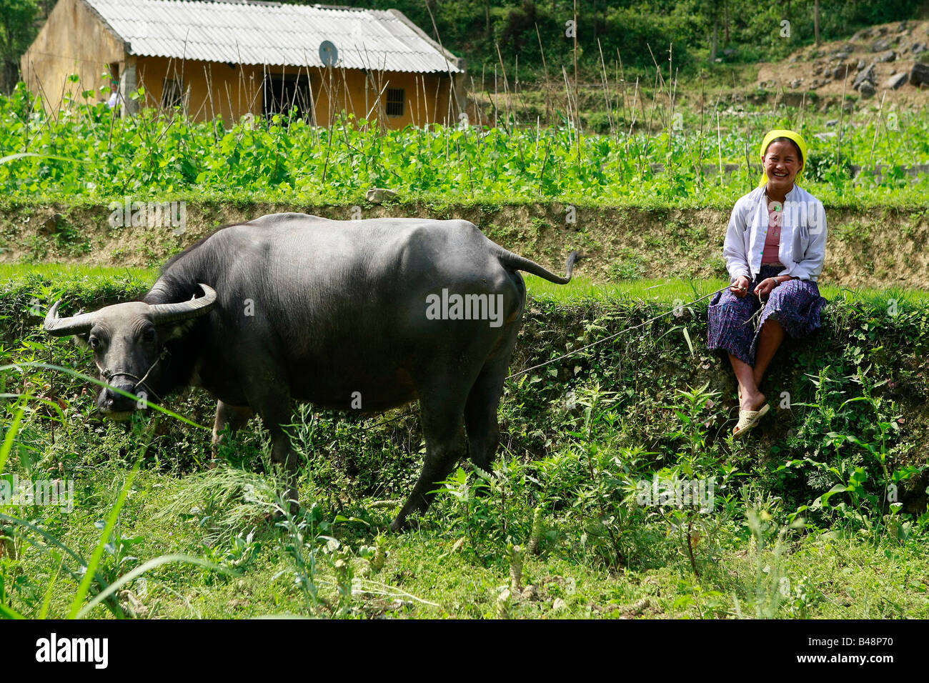 Weißes Hmong Tribeswoman und Büffel im Dorf Pho Lao, Dong Van Plateau ...