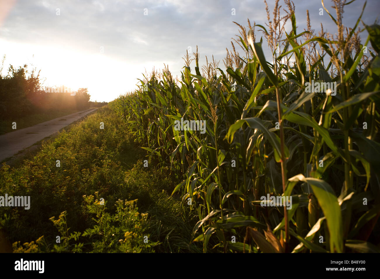 Maisfeld maisfeld -Fotos und -Bildmaterial in hoher Auflösung – Alamy