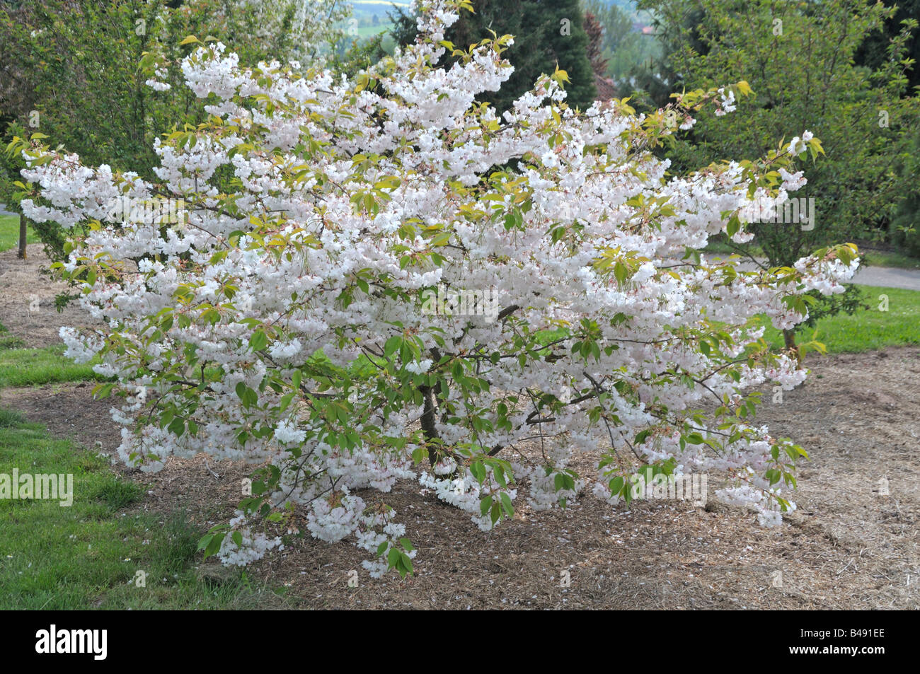 Orientalische Kirsche, japanische Kirsche (Prunus Serrulata), blühender ...