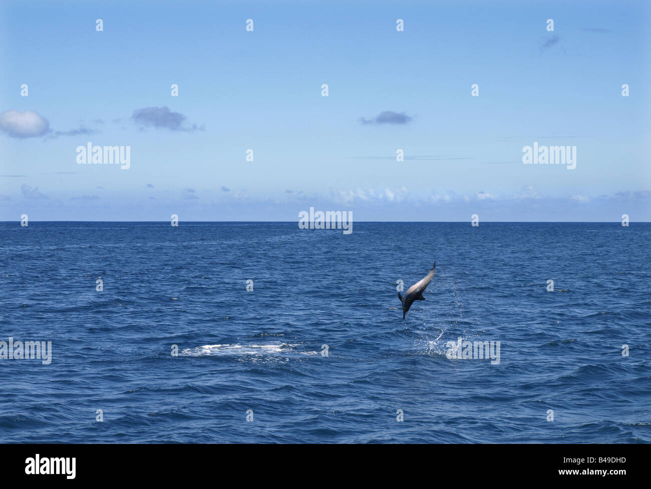 Wilde delfine hawaii -Fotos und -Bildmaterial in hoher Auflösung – Alamy Wilde delfine hawaii -Fotos und -Bildmaterial in hoher Auflösung – Alamy