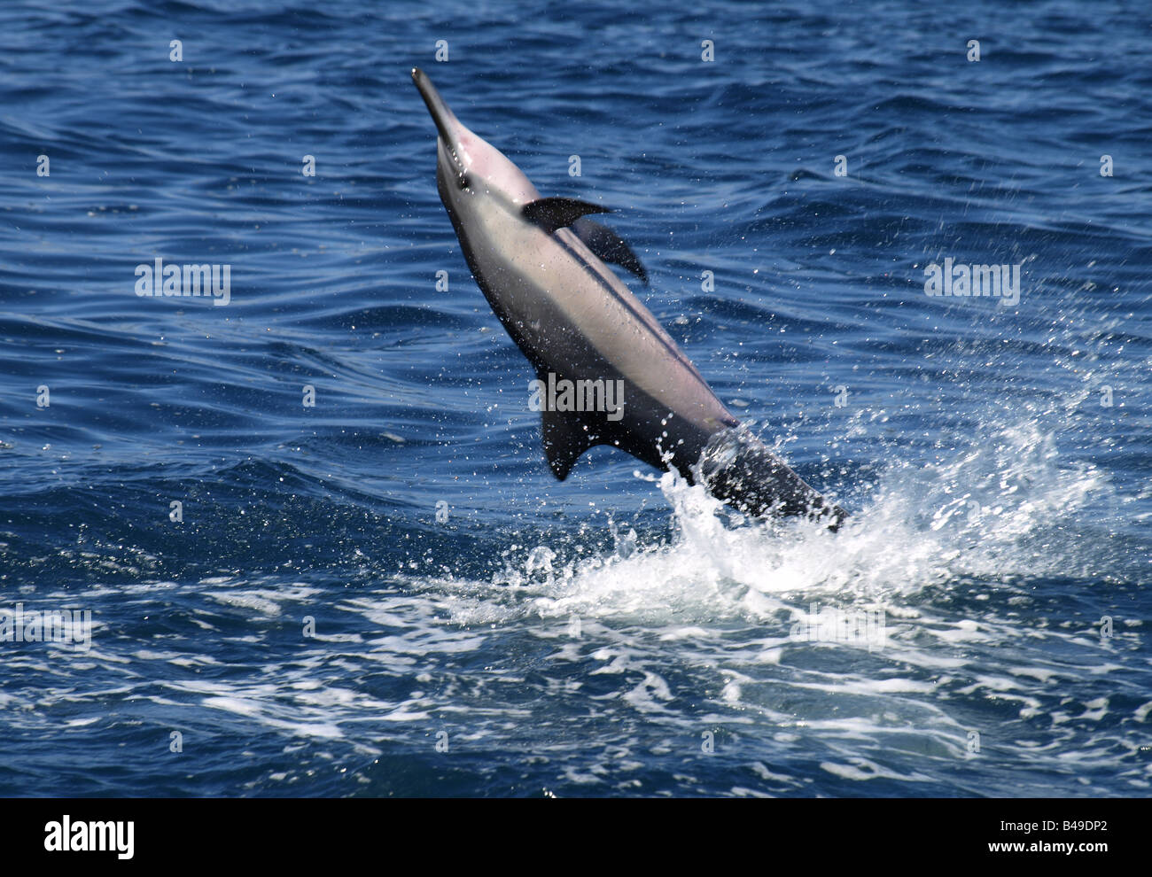 Wilde delfine hawaii -Fotos und -Bildmaterial in hoher Auflösung – Alamy Wilde delfine hawaii -Fotos und -Bildmaterial in hoher Auflösung – Alamy