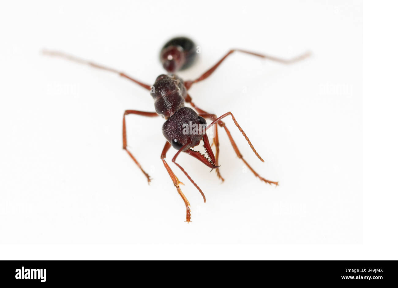 Australischer bullant -Fotos und -Bildmaterial in hoher Auflösung – Alamy