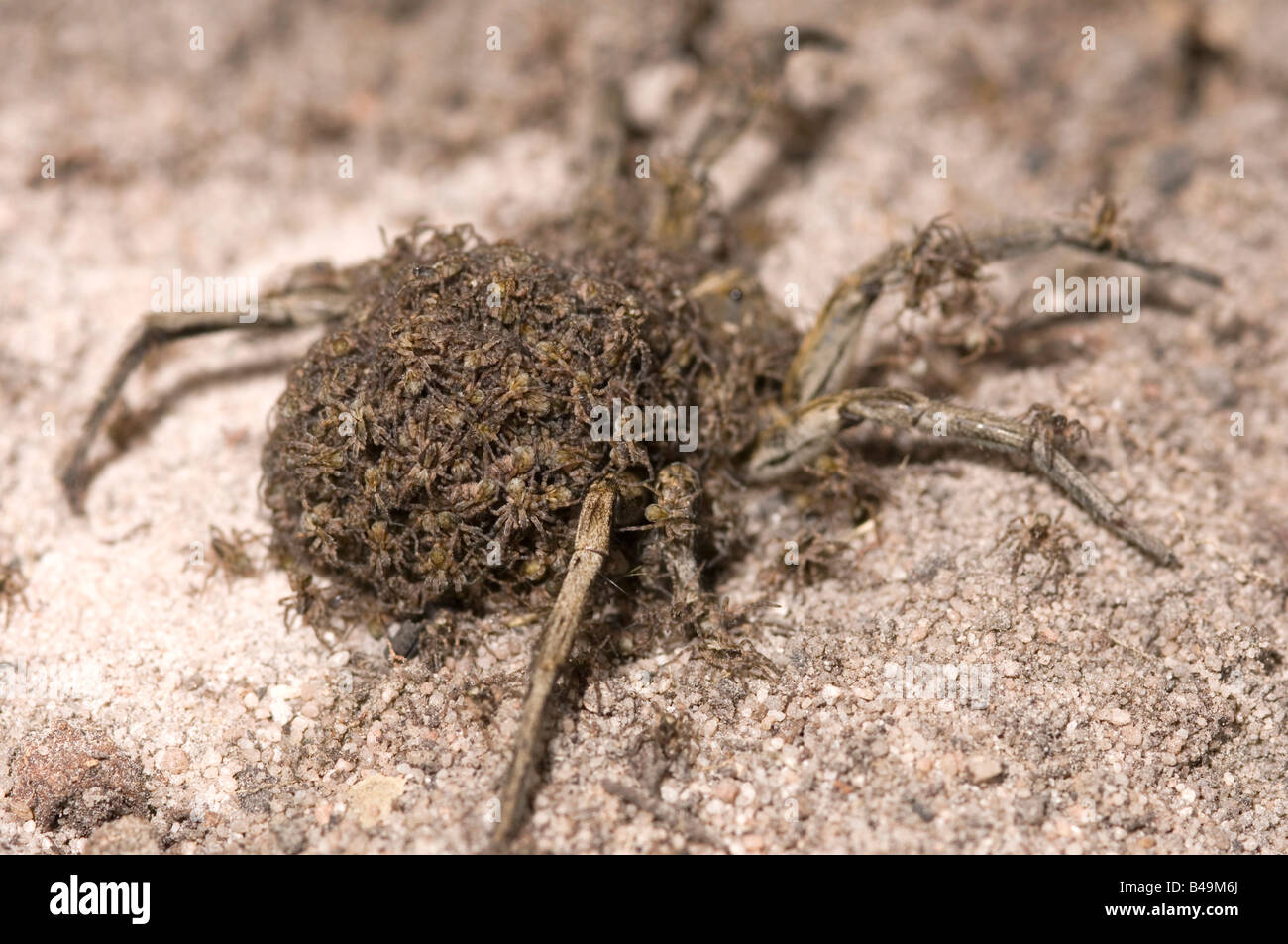 Wolf spider australia -Fotos und -Bildmaterial in hoher Auflösung – Alamy