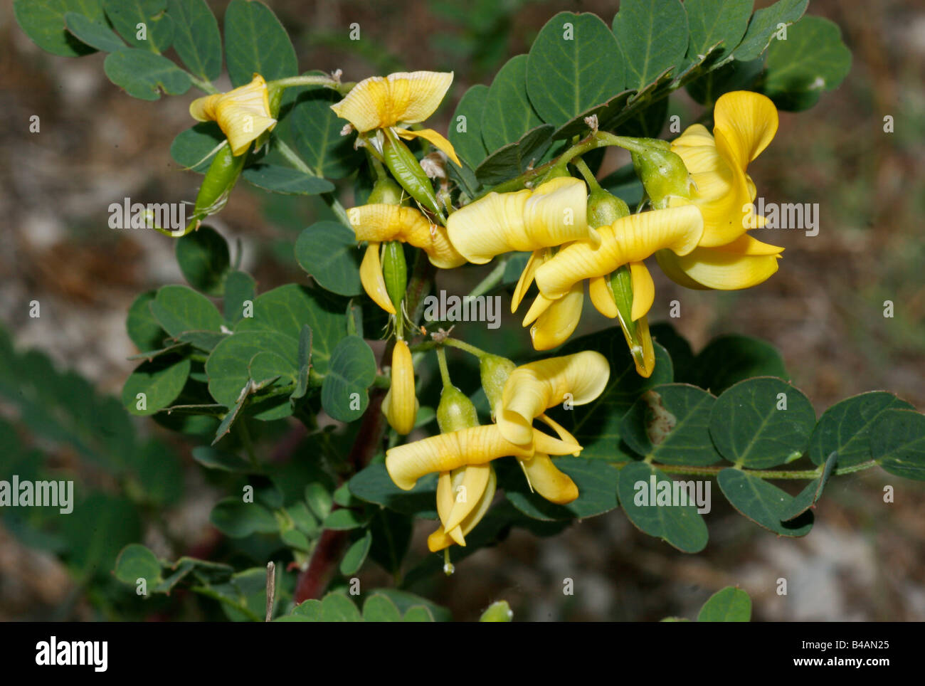 Hippocrepis Emerus Stockfotos und -bilder Kaufen - Alamy