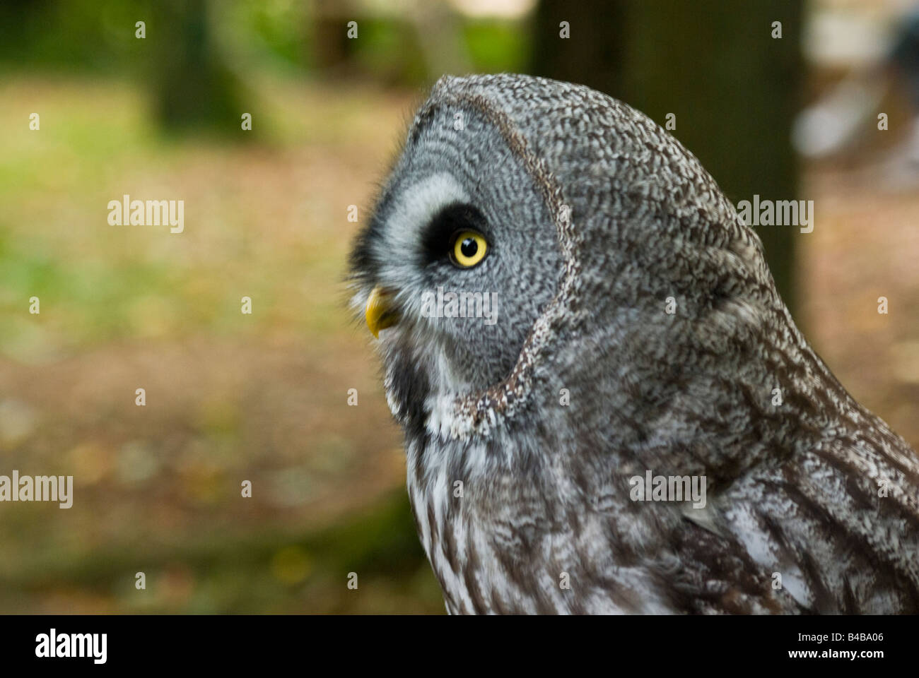 Tolle graue eulen -Fotos und -Bildmaterial in hoher Auflösung – Alamy