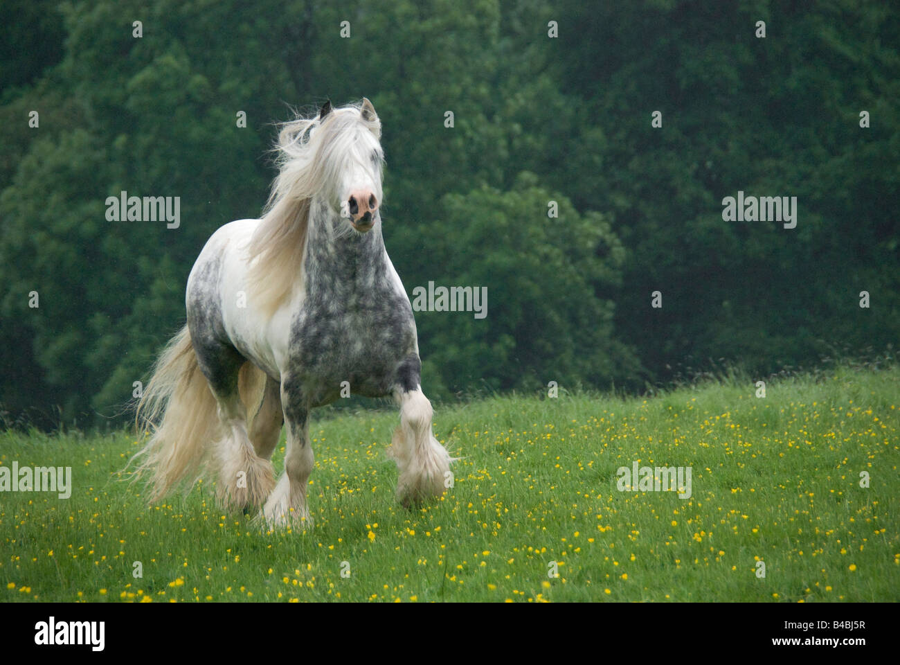 Zigeuner cobb -Fotos und -Bildmaterial in hoher Auflösung – Alamy