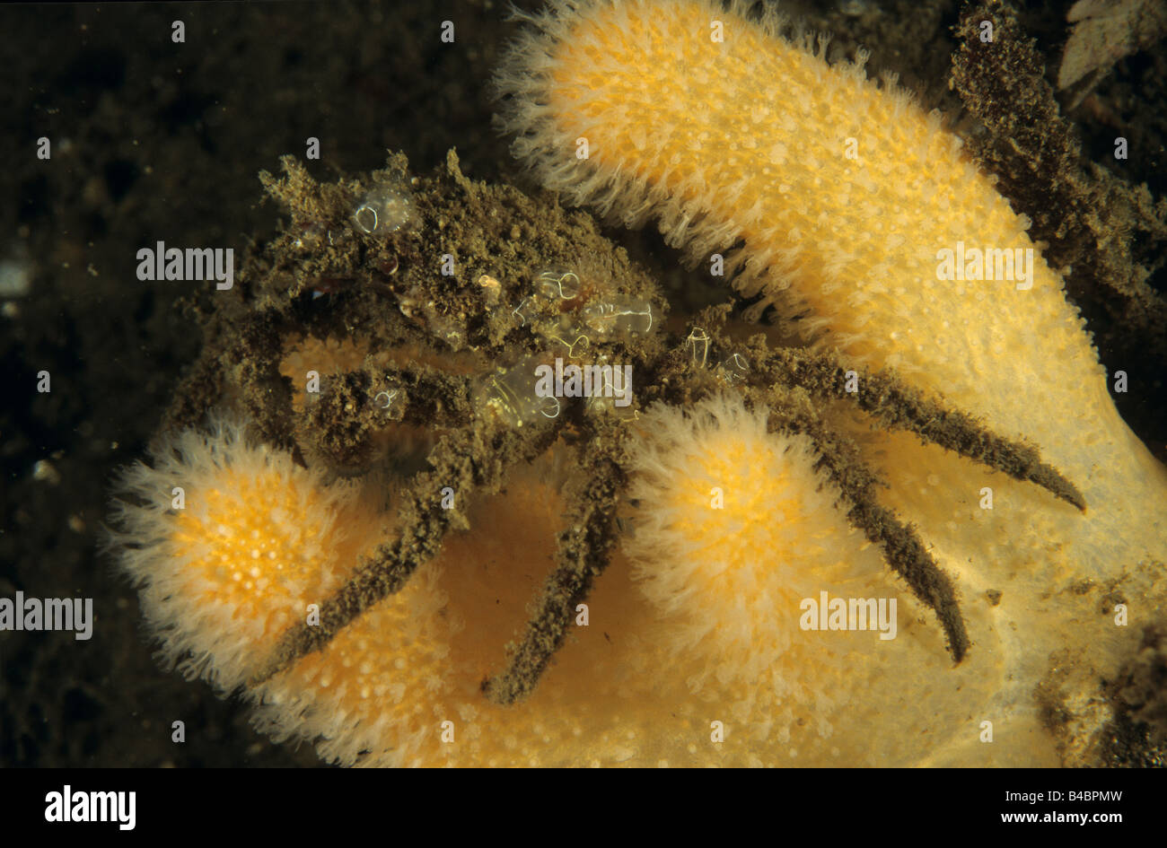 Adult Crab Diving Stockfotos und -bilder Kaufen - Alamy