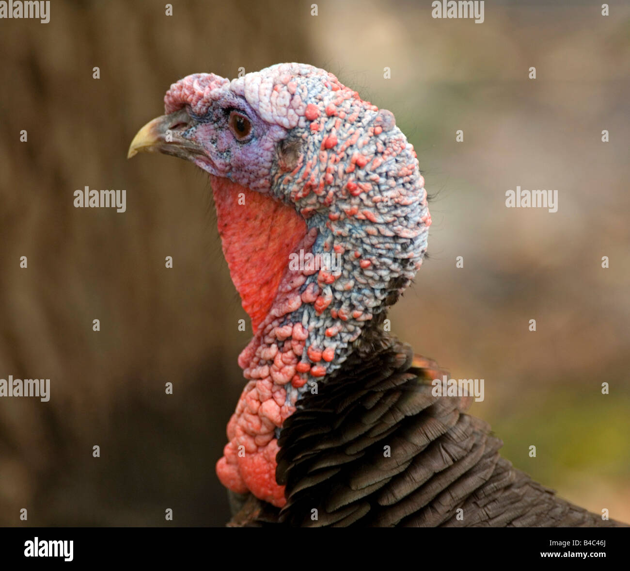 Truthahn profil -Fotos und -Bildmaterial in hoher Auflösung – Alamy