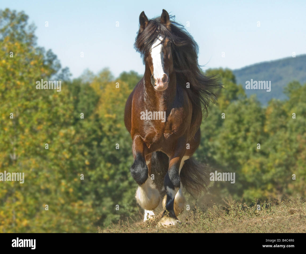 Stallion Shire Horse Stockfotos und -bilder Kaufen - Alamy