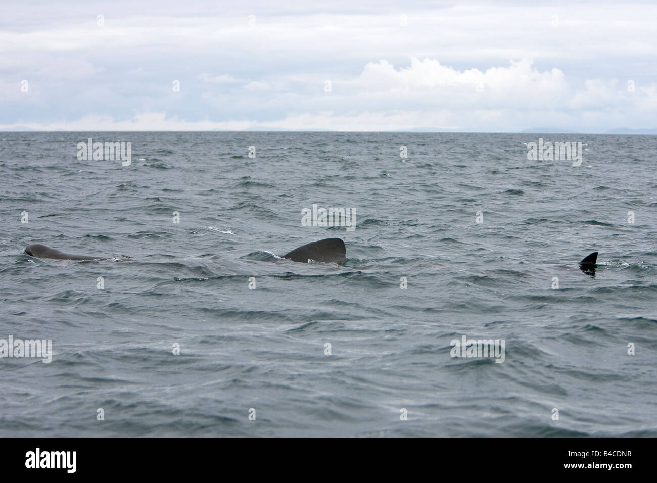 Riesenhai Riesenhai Cetorhinus Maximus Gairloch Schottland ...