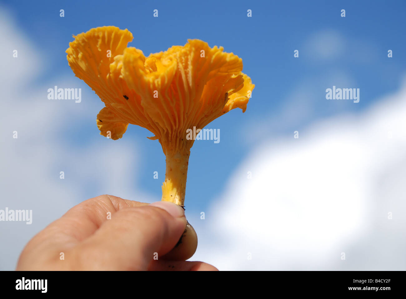 Blauer pfifferling -Fotos und -Bildmaterial in hoher Auflösung – Alamy
