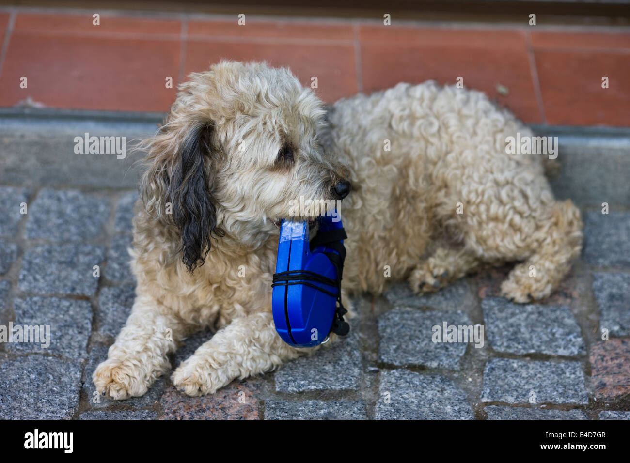Warten Geduld Geduldig Stockfotos und -bilder Kaufen - Alamy
