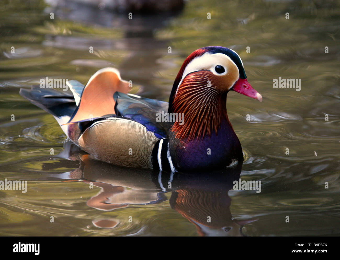 Mandarinente drake -Fotos und -Bildmaterial in hoher Auflösung – Alamy
