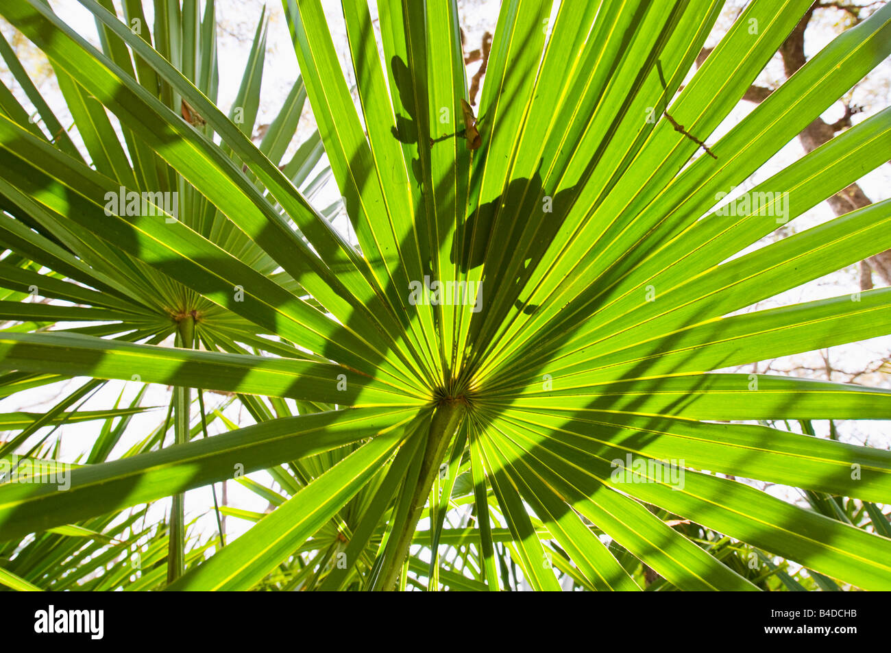 Palme Wachst Schief