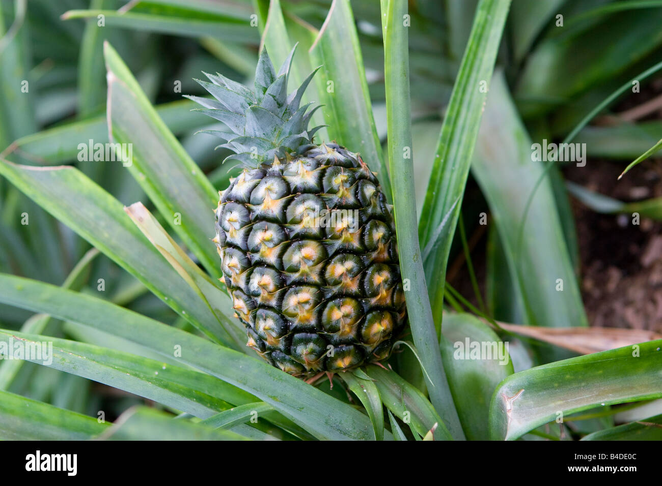 Pineapple plantation -Fotos und -Bildmaterial in hoher Auflösung – Alamy