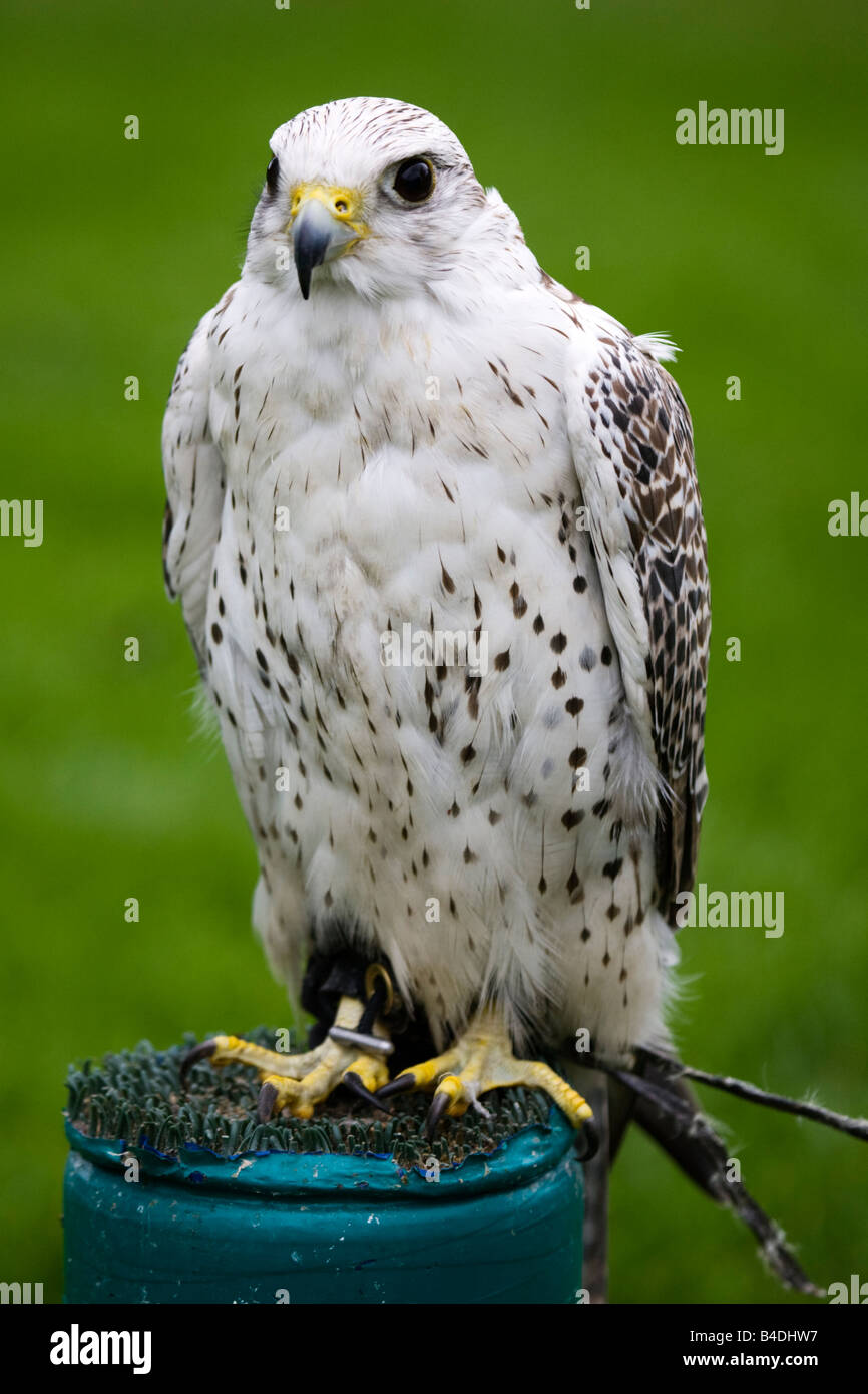 Ein Gerfalken, Falco Rusticolus, die größte echte Falcon-Art in der ...