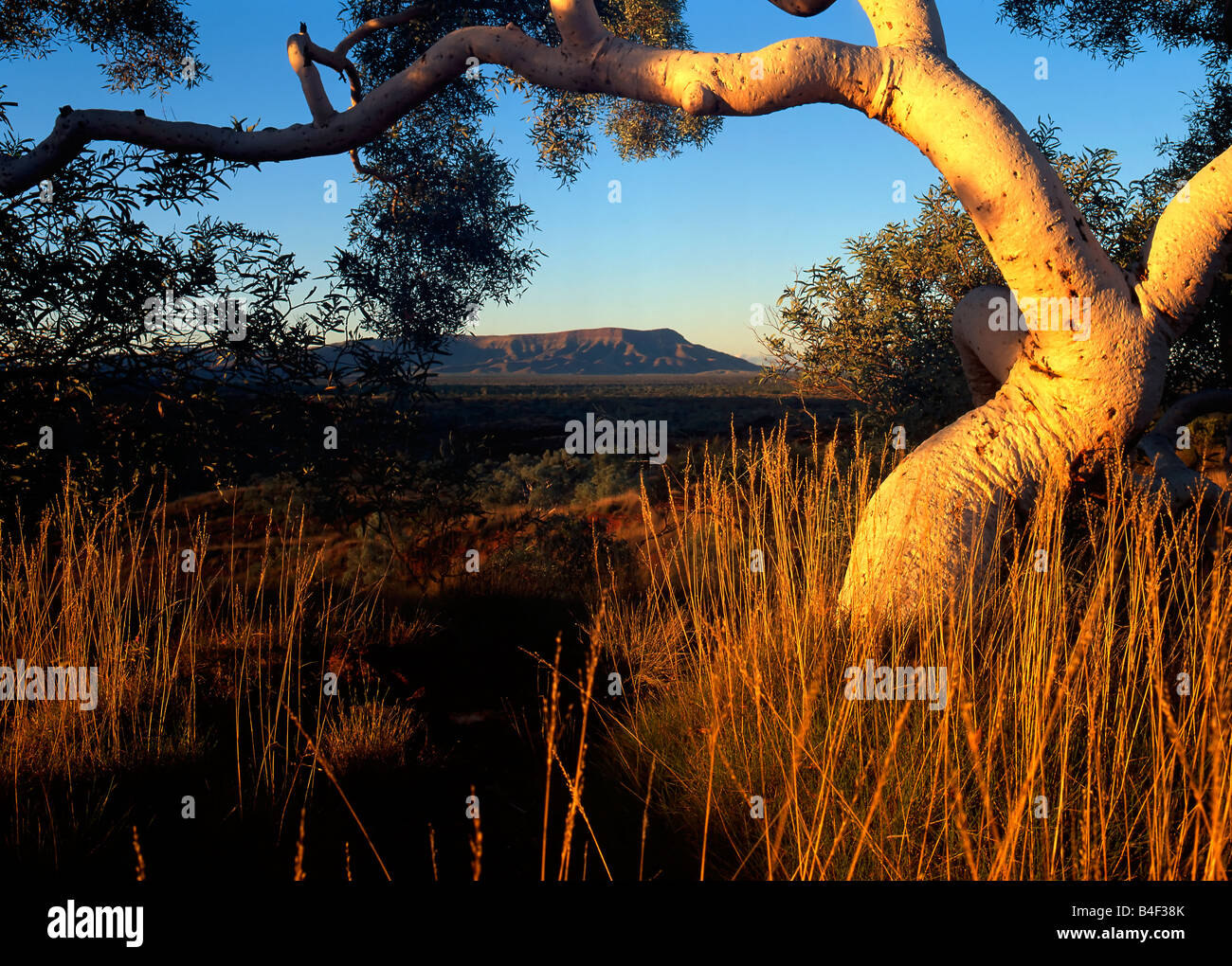 Eukalyptus Snappy Gum Tree Landschaft, Karijini-Nationalpark, Hamersley ...