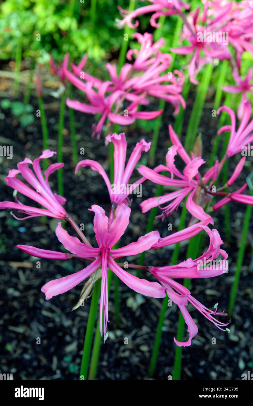 Mark fenwick -Fotos und -Bildmaterial in hoher Auflösung – Alamy