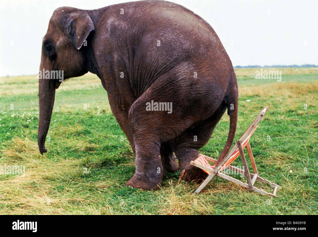 Rhani der Elefant von Gerry Cottle s Zirkus versucht auf einem ...