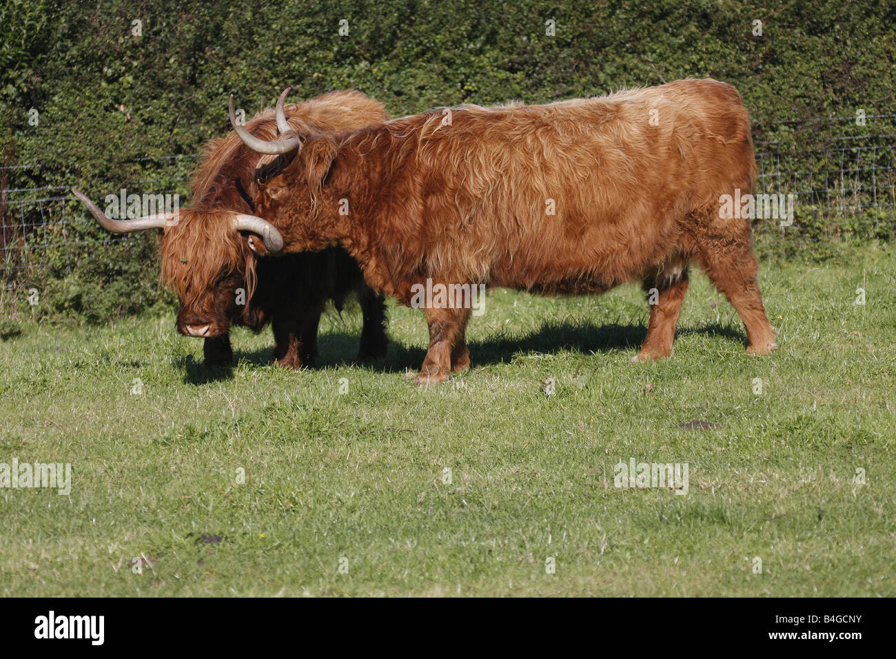 Aberdeen angus roastbeef -Fotos und -Bildmaterial in hoher Auflösung ...