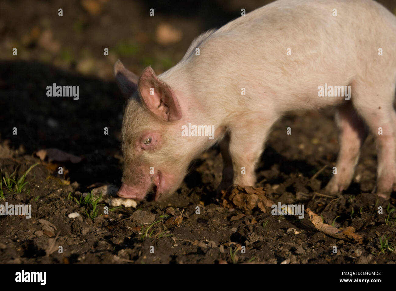 Neue waldferkel -Fotos und -Bildmaterial in hoher Auflösung – Alamy