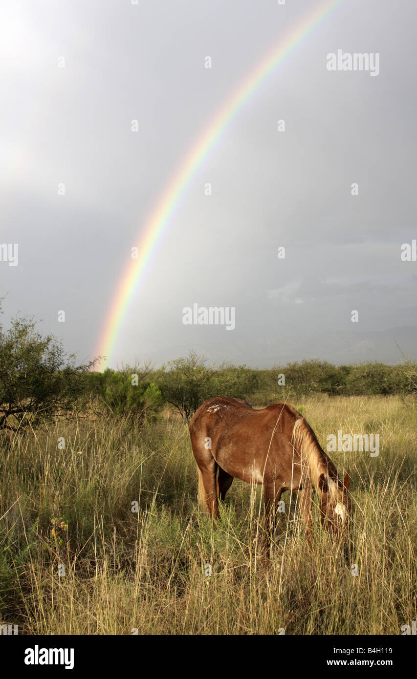 Pferd mit Regenbogen, Arizona, USA Stockfotografie - Alamy